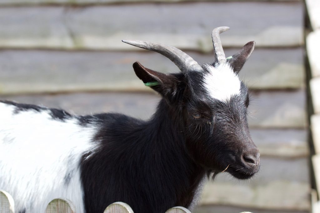 Geitjes - De Bonte BelevenisDe Bonte Belevenis